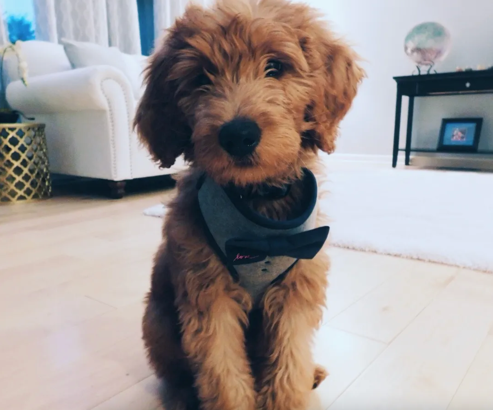 MEET BARKLEY! – K. Poppy Creative